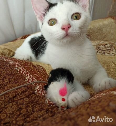 Котенок Таточка в глазами озерами