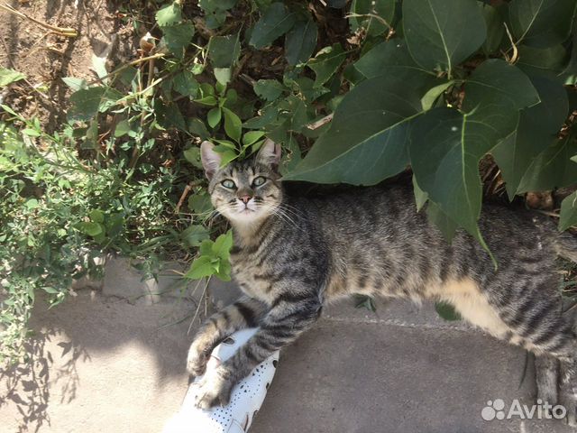 В добрые руки