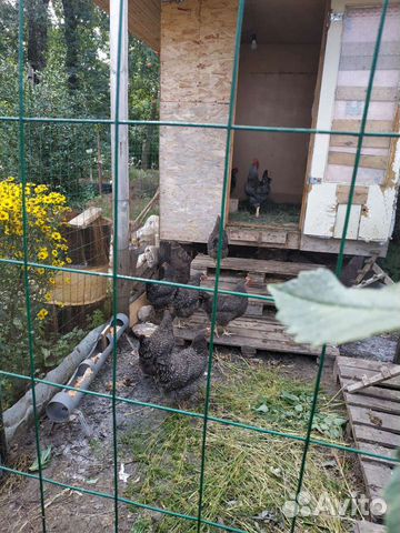 Куры несушки доминант