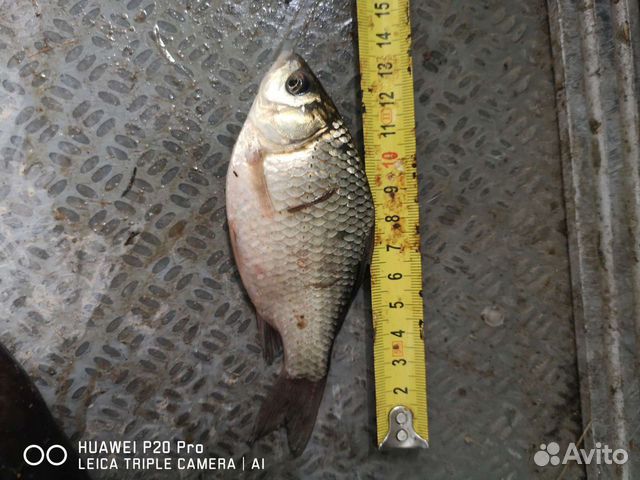 Карась живой