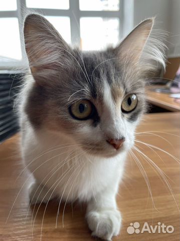Кошка