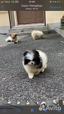 Медвежонок, мини шпиц мальчик, симметричный патико