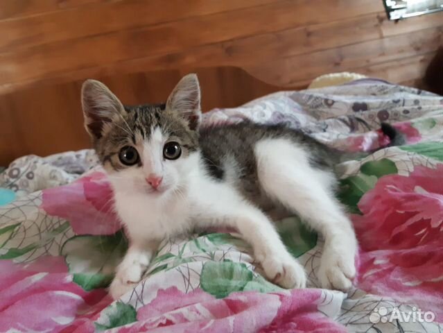 Котенок Добрыня 2,5 мес