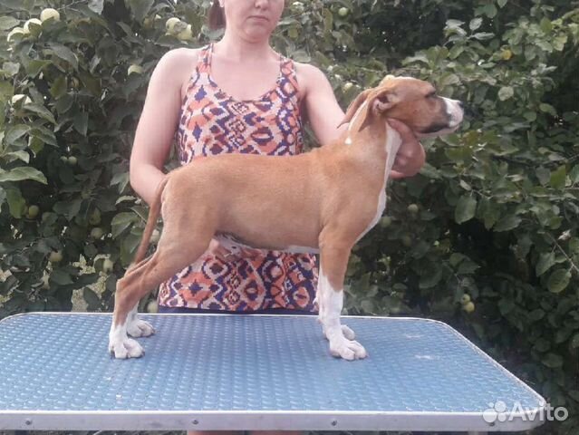 Американский стаффордширтерьер, щенки