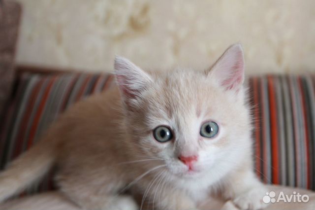 Очень красивая кошека