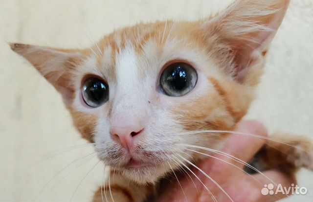 Котенок девочка 3мес