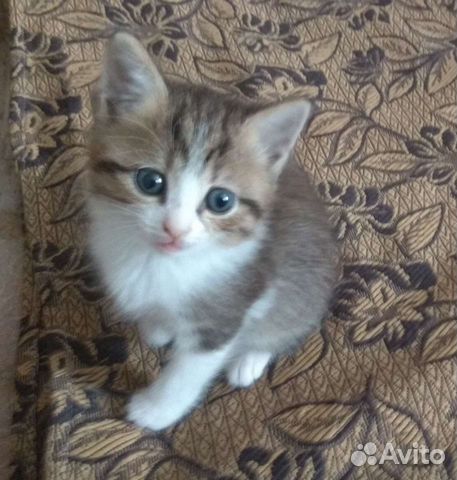 Прекрасный котёночек (девочка) ищет семью