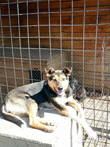 Супер охранница Эльза