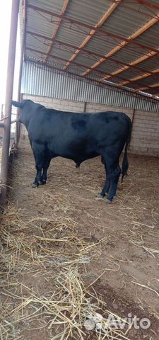 Бычки Абердин Ангус