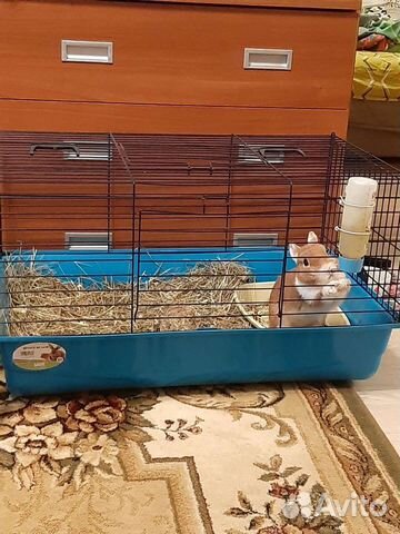 Кролик карликовый,декаративный с клеткой