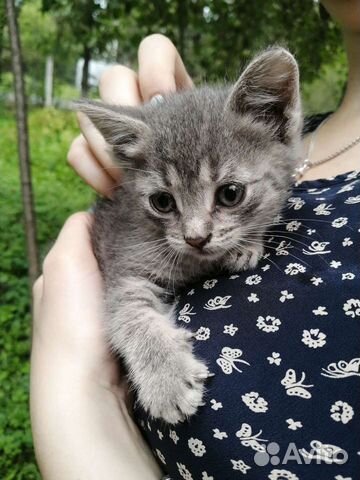 Котенок девочка