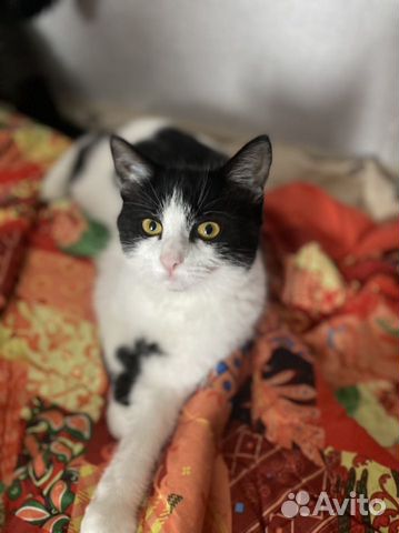 Кошечка Муня ищет дом или передержку