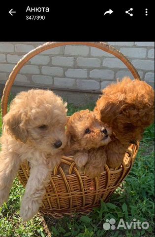 Щенки той пуделя