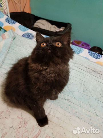 Метис