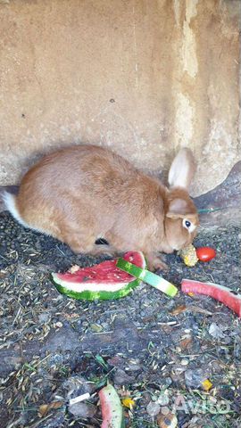 Кролик новозеландский чистокровный
