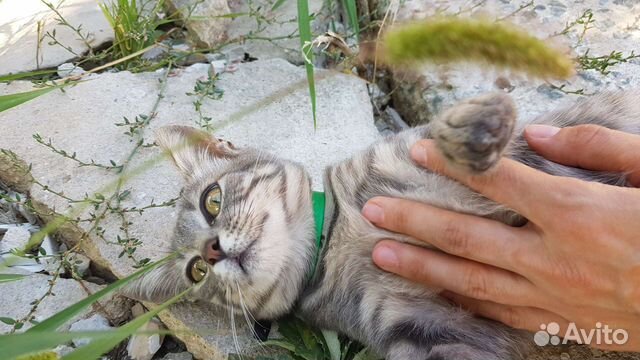 Отдам самых ласковых котиков