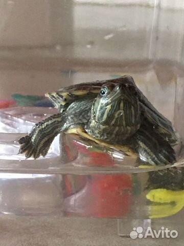 Черепаха красноухая