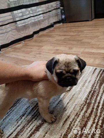Щенок мопса
