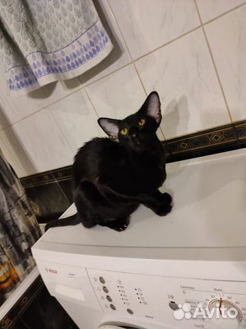 Ориентальная багира