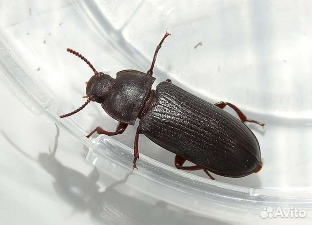 Жук Знахарь