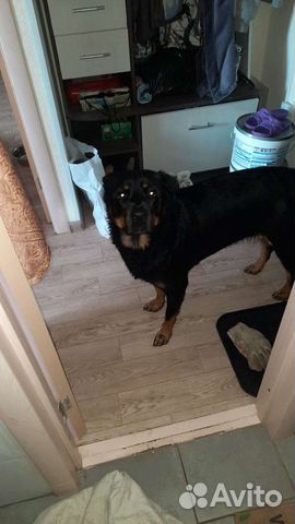 Вязка ротвейлера ищем жениха