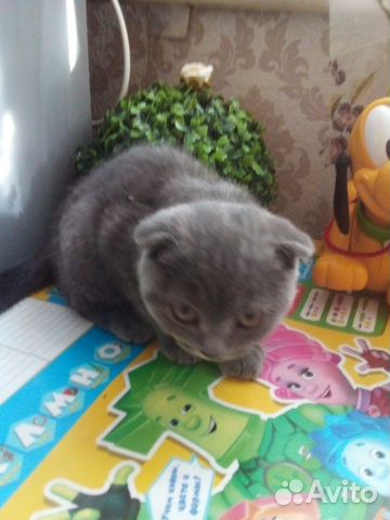 Кошка Вислоухая Британка