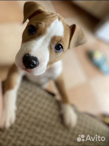 Стаффордширский терьер