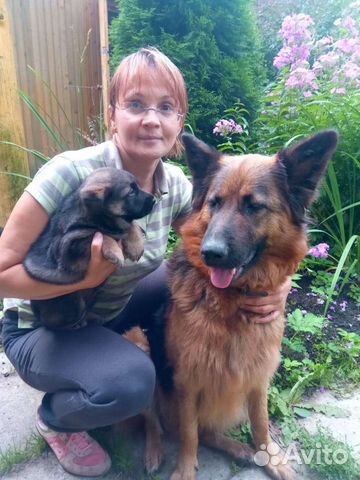 Собака в добрые руки щенок