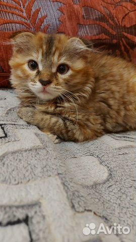 Кошки