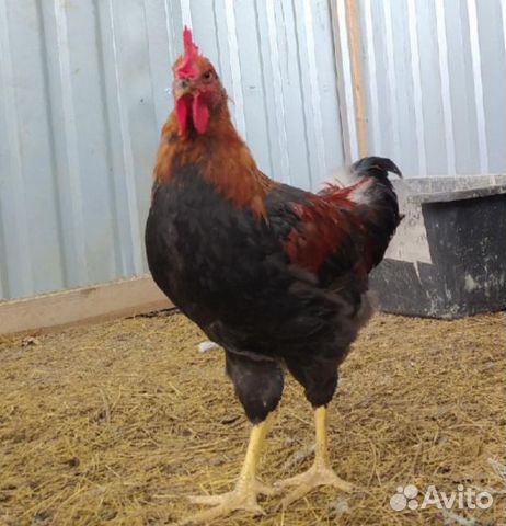 Куры петухи