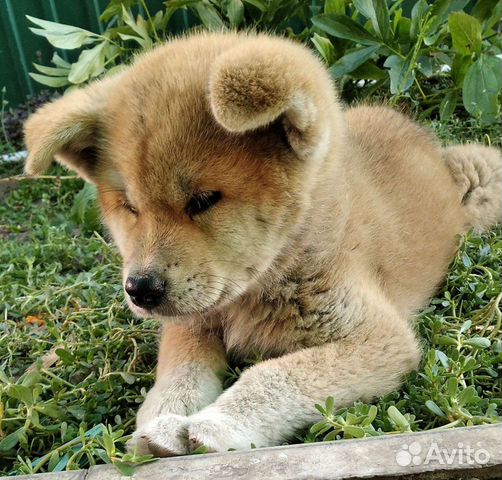 Акита ину. Хатико. Классный мальчик