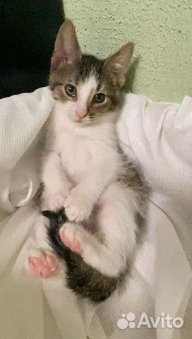 Котёнок Саня