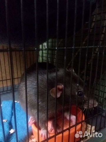 Крыса, дамбо, чёрная