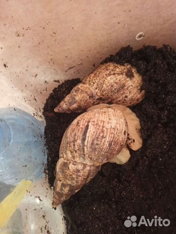 Улитка ахатинская