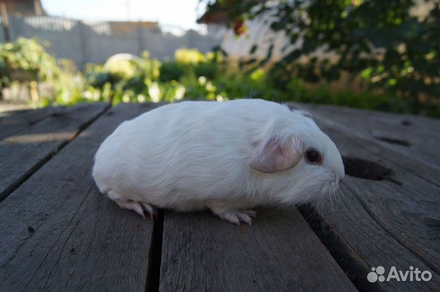 Морские свинки самочки