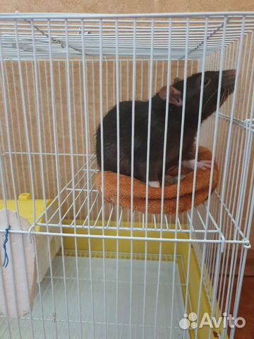 Домашняя крыса отдам