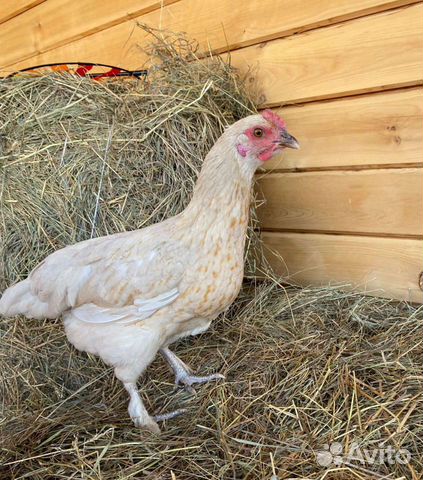 Куры молодки несушки