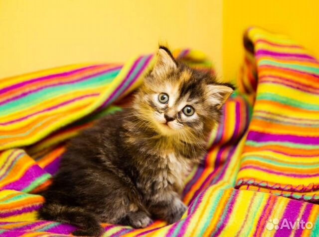 Девочки красоченные