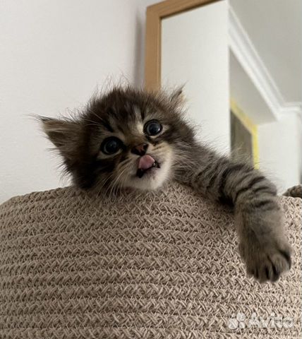 Ваш Котенок