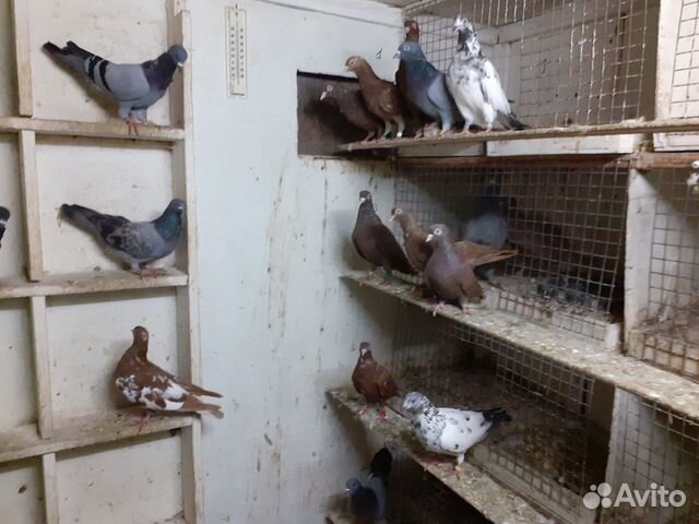 Голуби типлеры и будапешские