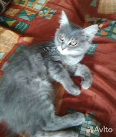 Котенок Кэрри в добрые руки