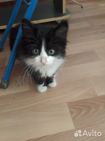 Красивый котик ищет добрый, теплый дом