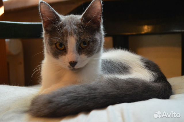 Котенок-подросток