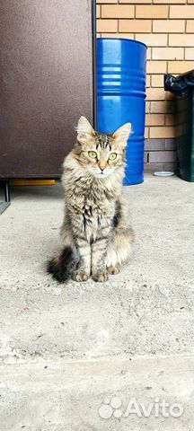 Котик в добрые руки