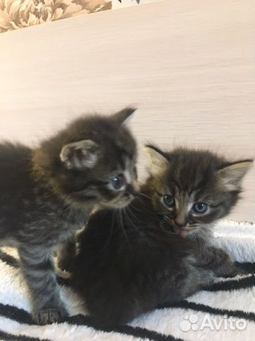 Котята