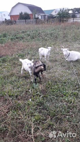 Козы зааненский