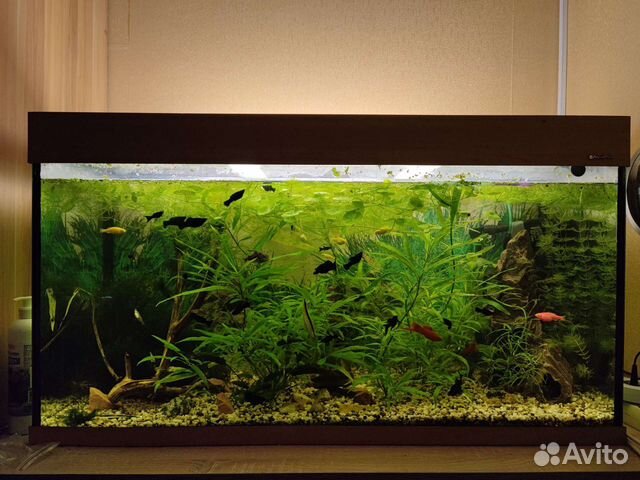 Моллинезия лирохвостая