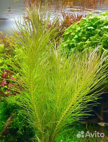 Погостемон эректус (Pogostemon erectus)