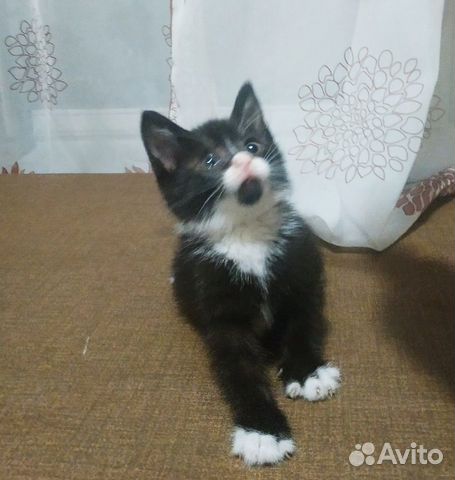 Котенок девочка в добрые руки