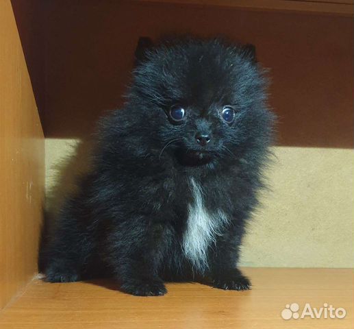 Маленькая принцесса,мини померанский шпиц